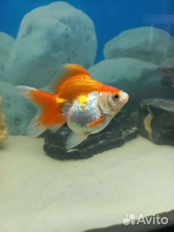 Золотая рыбка
