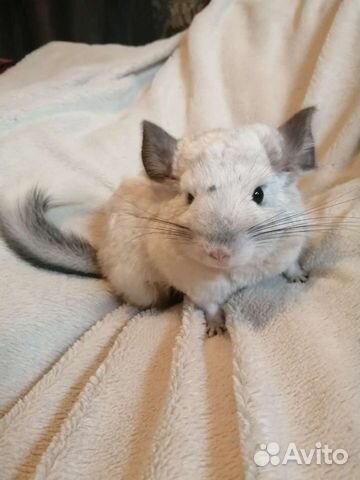 Шиншилла серебристая мозайка