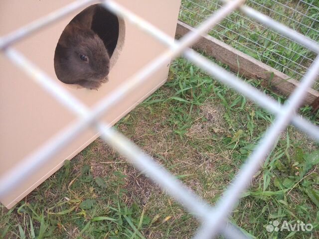 Кролик в добрые руки