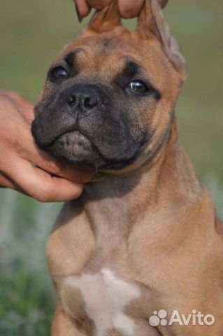 Девочки кане корсо