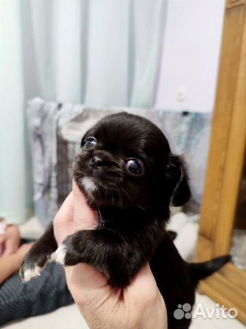 Собака чихуахуа