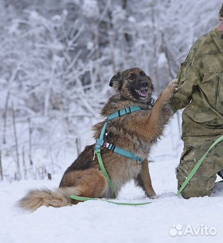 Собака из приюта в добрые руки