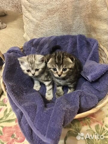 Миленькие шотландские котята. Корм в подарок