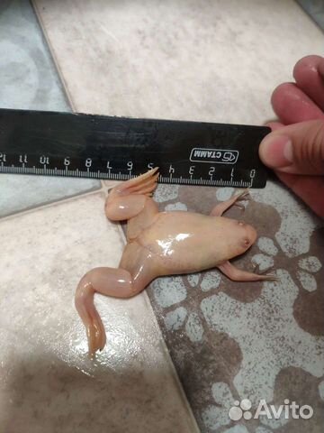 Шпорцевые лягушки