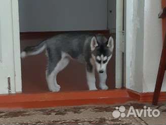 Щенки сибирская хаски