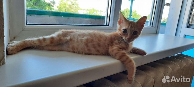 Котенок в добрые руки