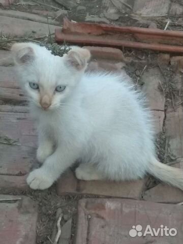 Котики бесплатно в добрые руки