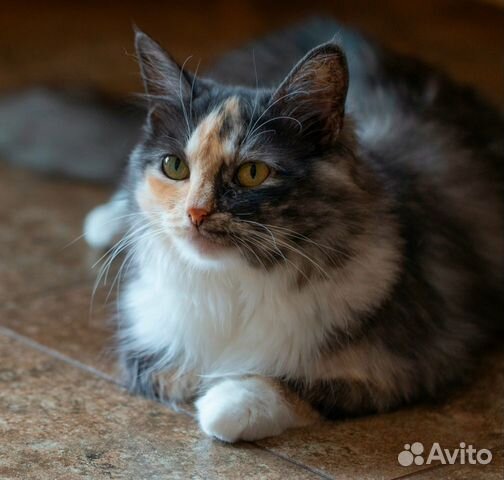 Красивая и ласковая Лейла в любящую семью