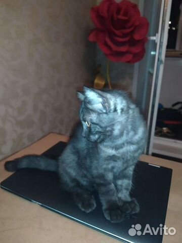 Британская кошка