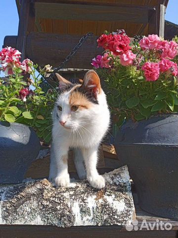 Трехцветная кошка мышеловка