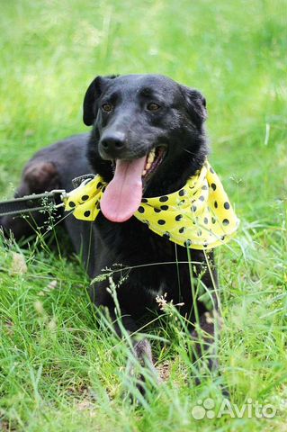 Красотка Герда ищет дом