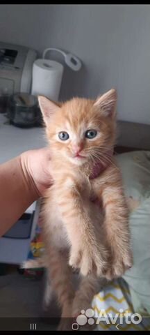 Котята рыжие