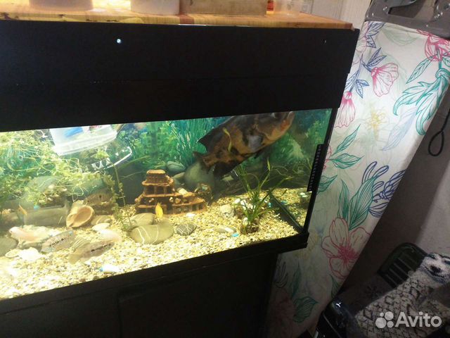 Аквариумная рыбка