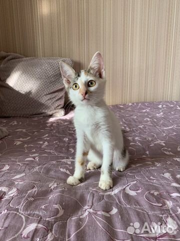 Котенок Сима