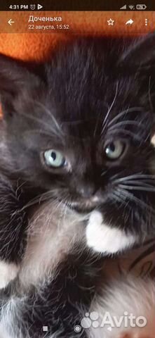 Котенок мальчик