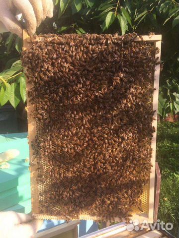 Пчелосемьи/Отводки