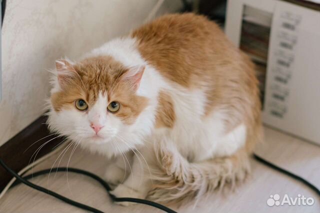 Котик Пушок, 3 года, в поиске дома