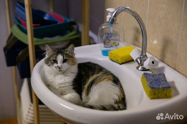 Кошечка Клякса