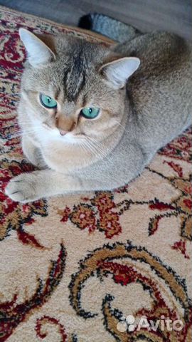 Британская золотая шиншилла