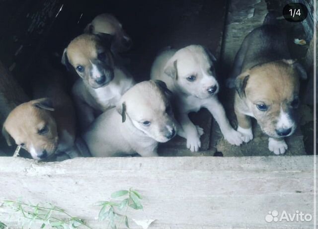 Щенки американского стафа