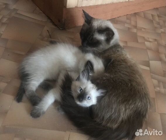 Котята невские маскарадные