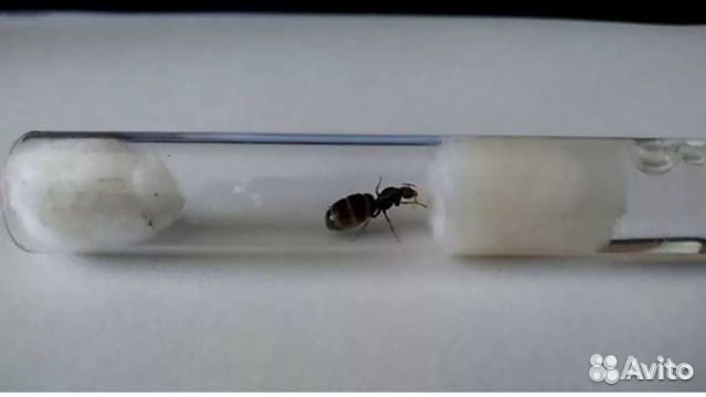 Lasius niger (Черный садовый муравей)