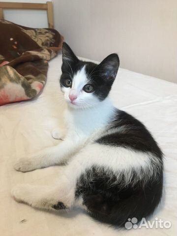 Котенок