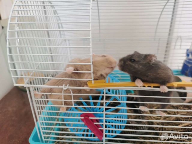 Хомяки Кемпбелла