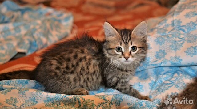 Котик крошка ищет дом