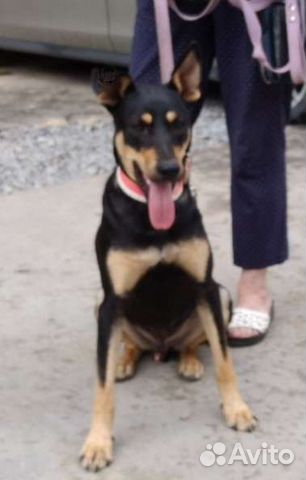 Метис немецкого пинчера