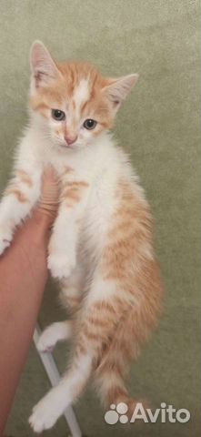 Плюшевый рыжик