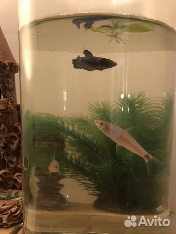 Аквариумные рыбки