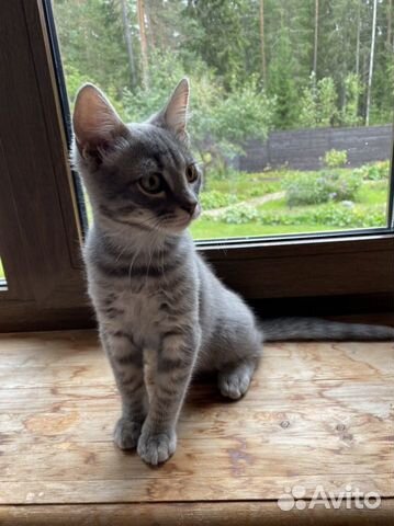 Котенок мальчик