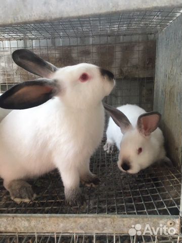 Калифорнийские кролики