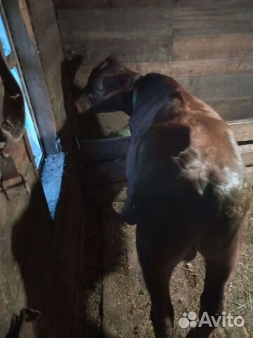 Бычки и телята