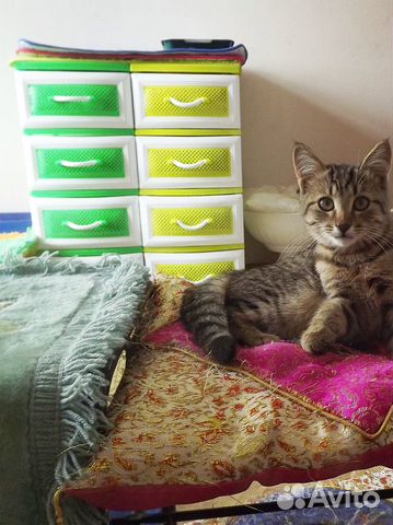 Котенок, 5 месяцев