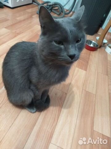 Русская голубая