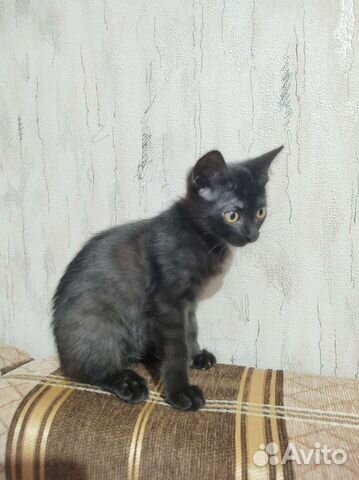 Кошка