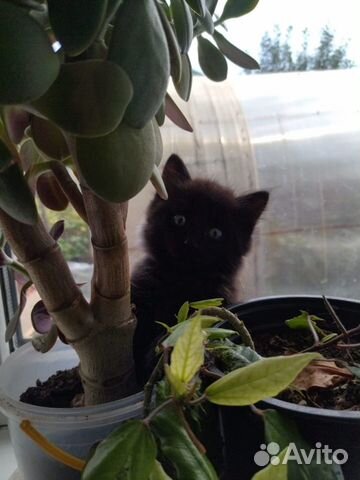 Кошки бесплатно