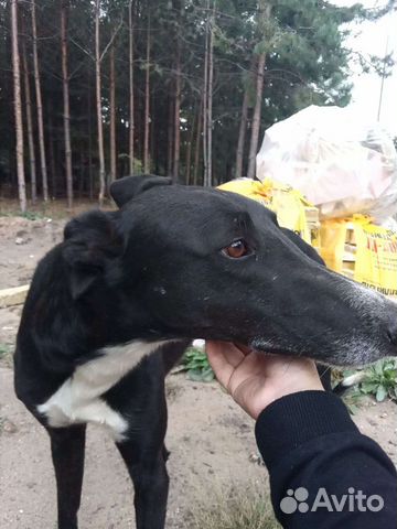 Найдена собака, борзая