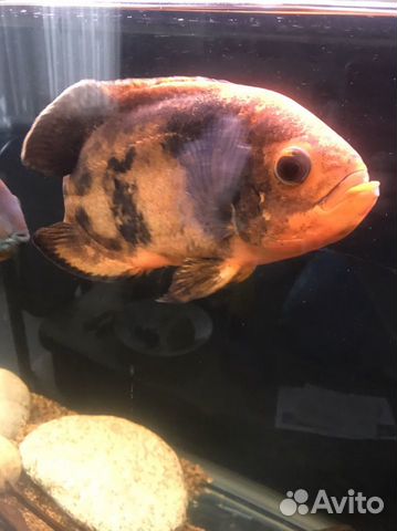 Астранотус, северум, драконы