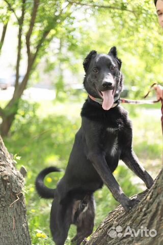 Черный красавчик Блэк в дар