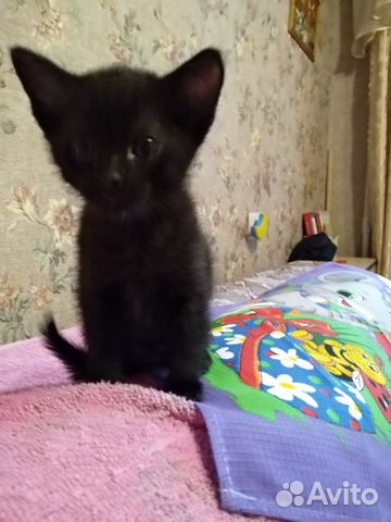 Абсолютно чёрный котик