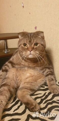 Шотландская вислоухая кошка бесплатно