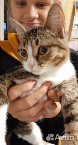 Кисанька-ласкуша,ручная, энергичная.активная 6 мес