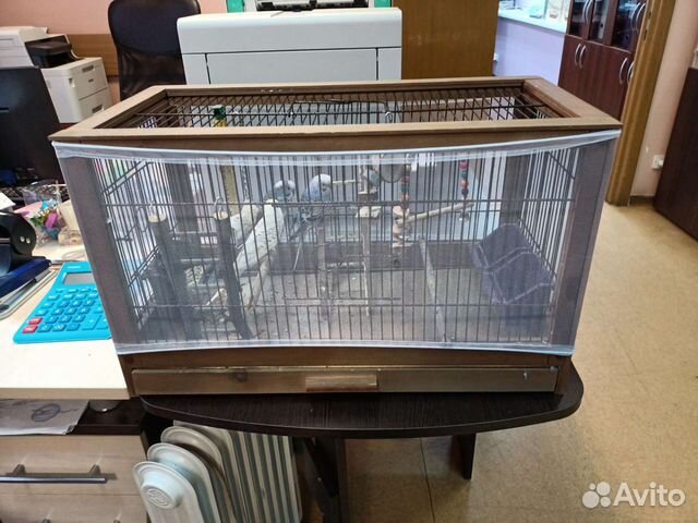 Отдам бесплатно 3-х попугаев