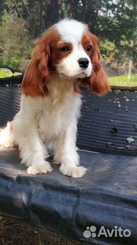 Кавалер кинг чарльз спаниель подрощеная девочка
