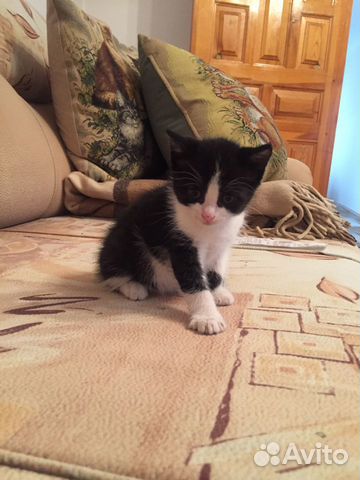 Котята красивые