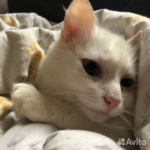 Кошка белая