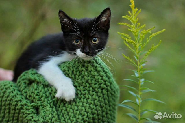 Котята 3.5мес